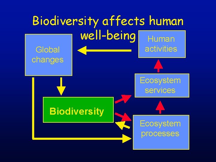 Biodiversity what it is and why were losing