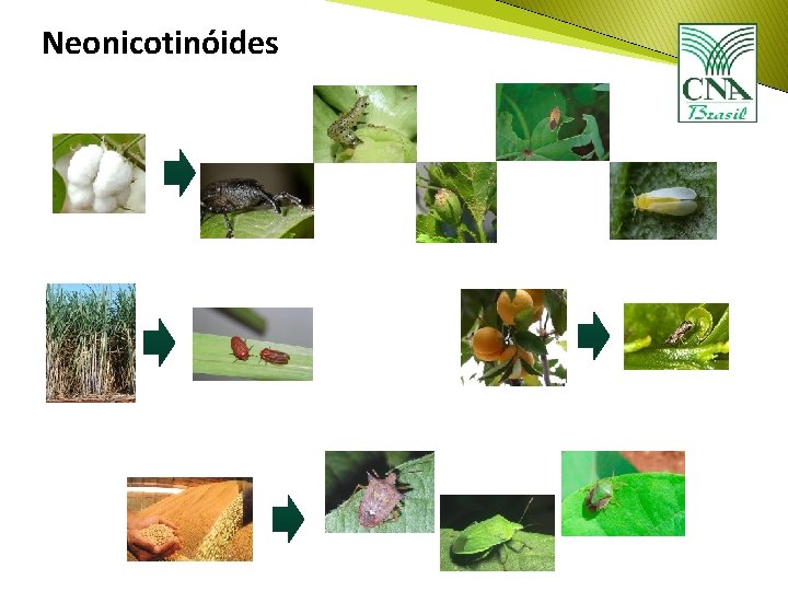 Confederao da Agricultura e Pecuria do Brasil Audincia
