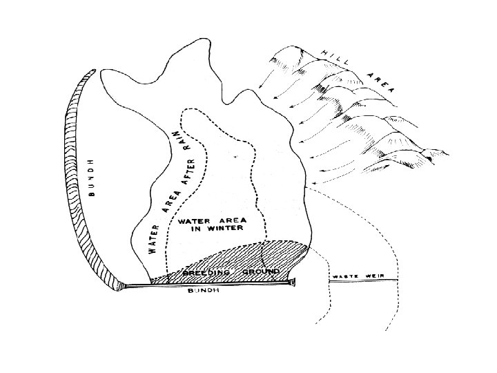 METHODS OF BREEDING OF CARPS IN BUNDHS DRY