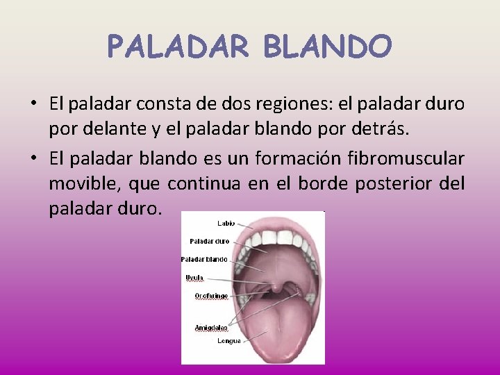 CAVIDAD ORAL Lengua Paladar blando Glndulas salivales LENGUA