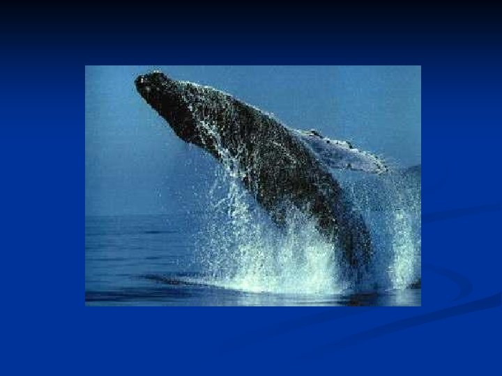 Kytovci Cetacea Zpracovala Szostkov Lenka O 6 B