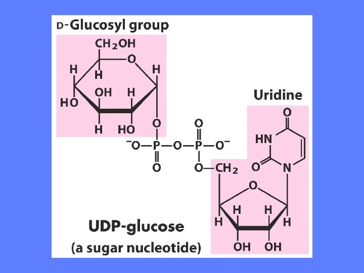 Regulering av karbohydratmetabolismen Winnie Eskild IMBV 2004 Glykogen