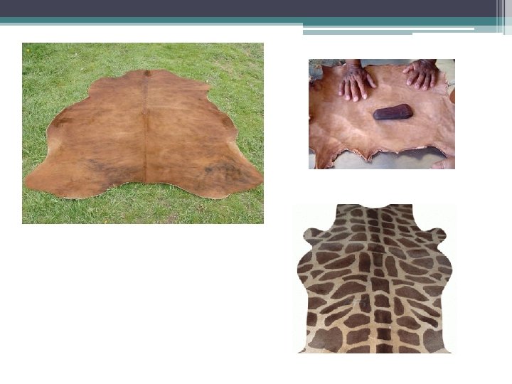 El Cuero 4 BASICO TECNOLOGIA INTRODUCCIN La obtencin