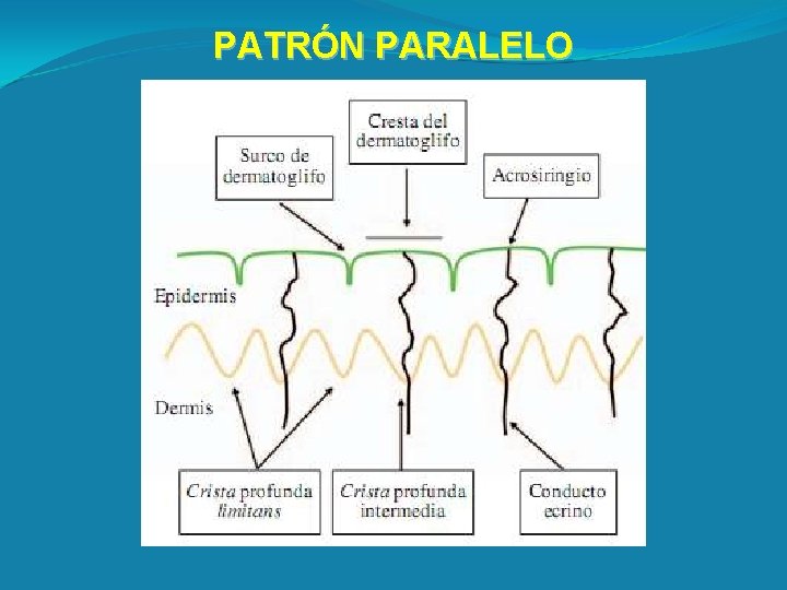 SUMARIO PATRONES DERMATOSCPICOS 1 Definicin 2 Significado diagnstico