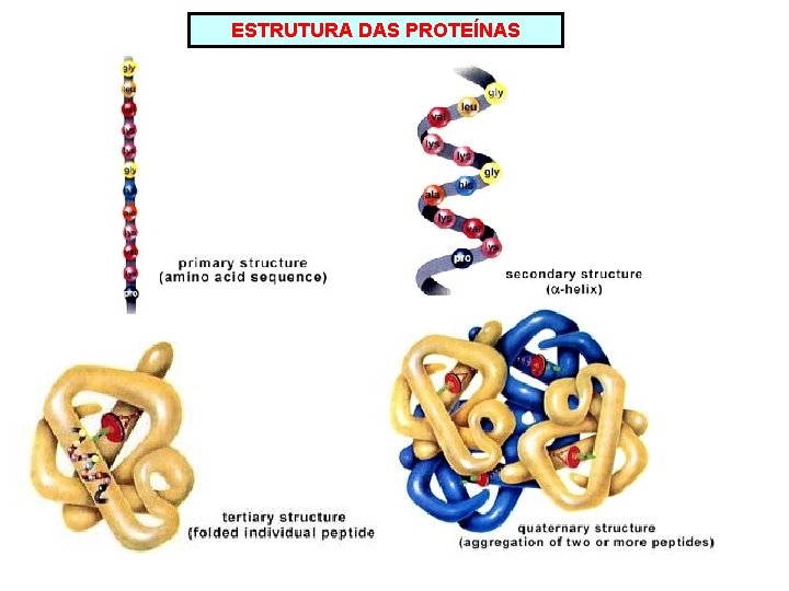 PROTENAS Biomolculas mais importantes dos seres vivos Constituintes