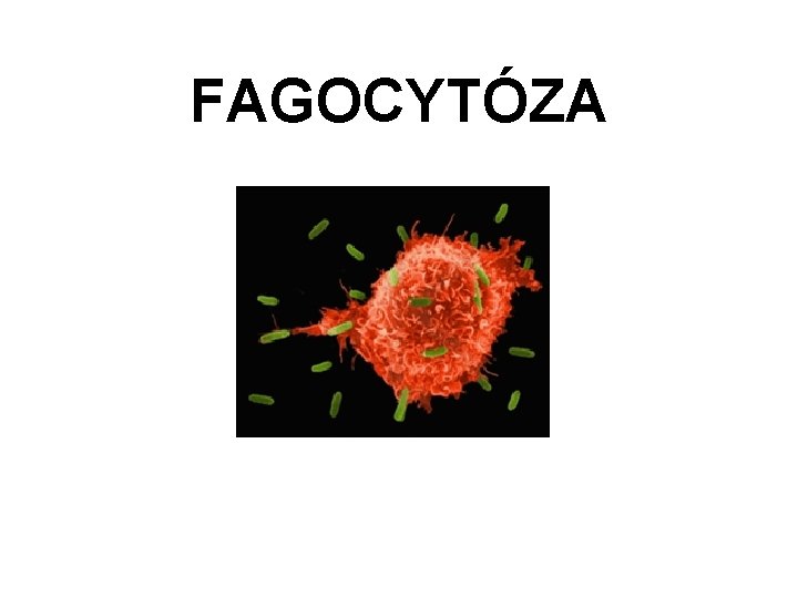 FAGOCYTZA Fagocytza je proces pohlcen a degradace stic