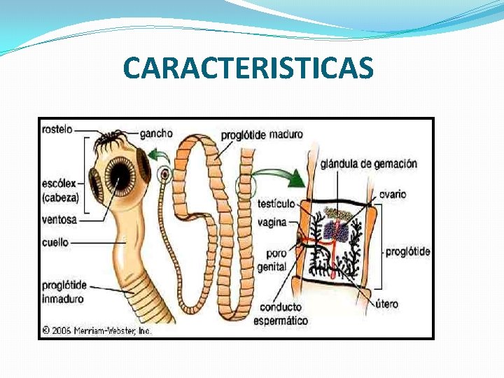 TENIASIS Teniasis Es una enfermedad producida por la