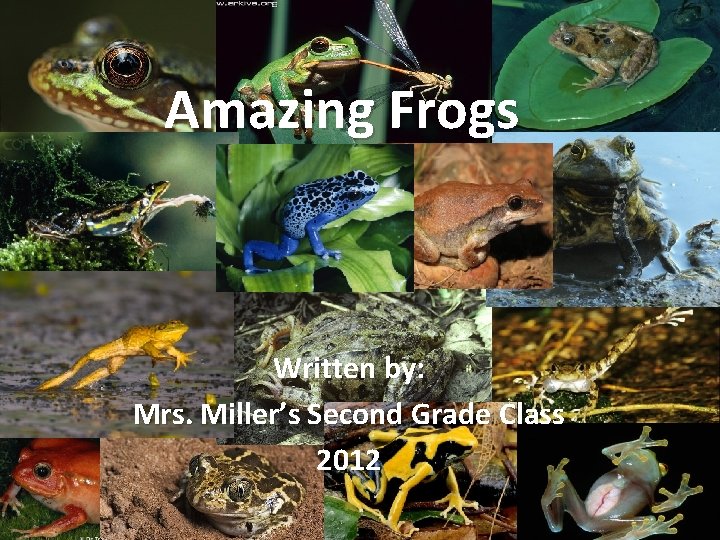 Amazing Frogs Written by Mrs Millers Second Grade
