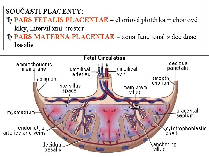 EMBRYOLOGIE 2 Vvoj extraembryonlnch struktur extraembryonln mezoderm ...