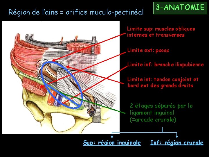 HERNIES DE LAINE A ABOUKASSEM Service de Chirurgie