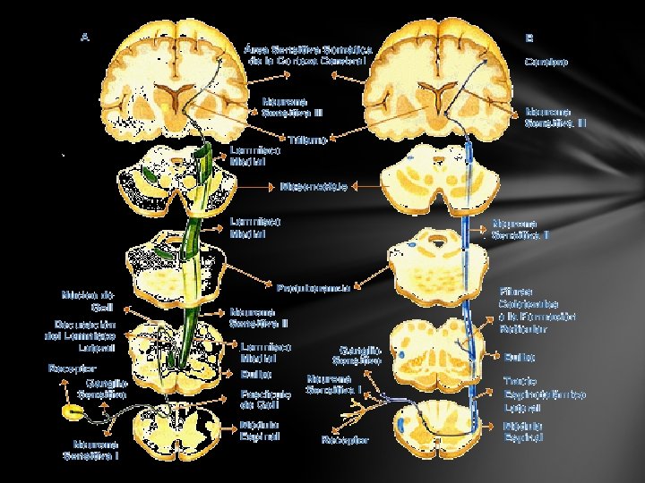 ANATOMIA TRONCO ENCEFLICO TRONCO ENFEFALICO TRONCO ENCEFALICO LATERAL