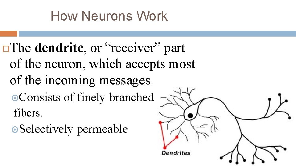 Sensory Neurons Sensory neurons or afferent neurons act