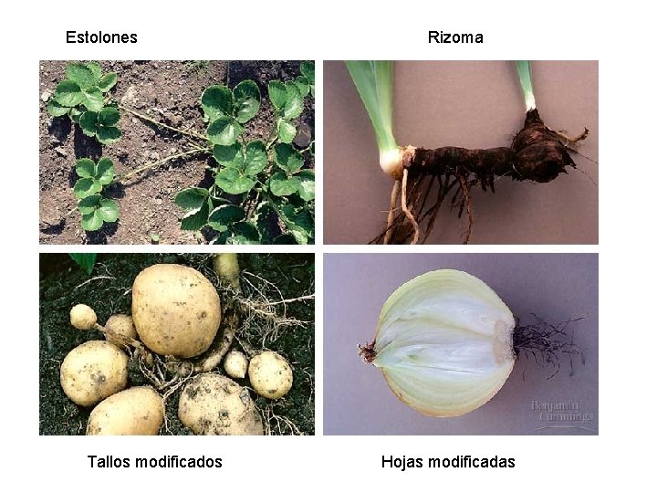 UNIDAD 13 LA REPRODUCCIN EN VEGETALES Puntos principales