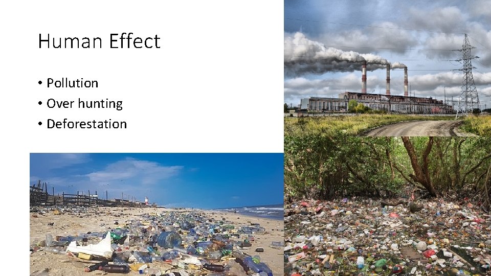 Living Things the Environment Populations are affected by