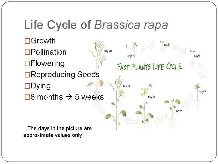 Determining the Rate of Brassica rapa Flower Development