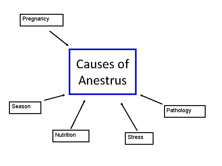 The estrous cycle Definition Sexual Puberty in the