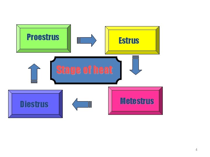 The estrous cycle Definition Sexual Puberty in the