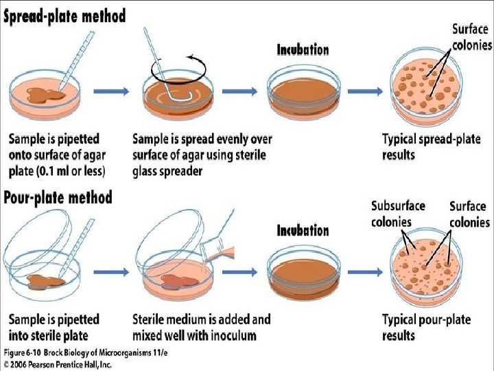 KULTUR BAKTERI ISOLASI DAN INOKULASI KULTUR BAKTERI Used