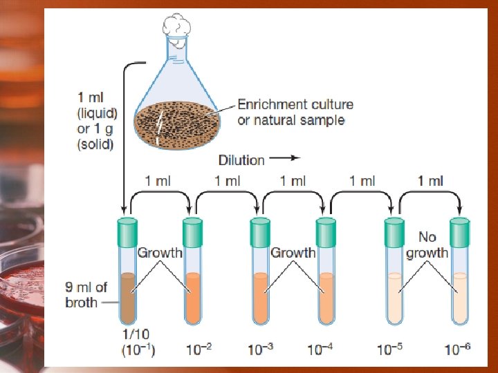 KULTUR BAKTERI ISOLASI DAN INOKULASI KULTUR BAKTERI Used
