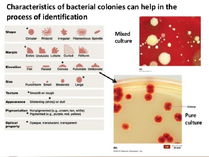KULTUR BAKTERI ISOLASI DAN INOKULASI KULTUR BAKTERI Used