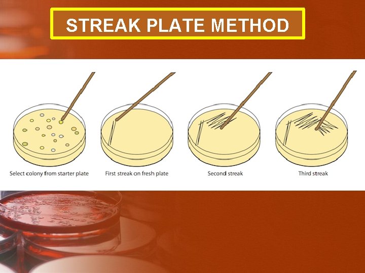 KULTUR BAKTERI ISOLASI DAN INOKULASI KULTUR BAKTERI Used
