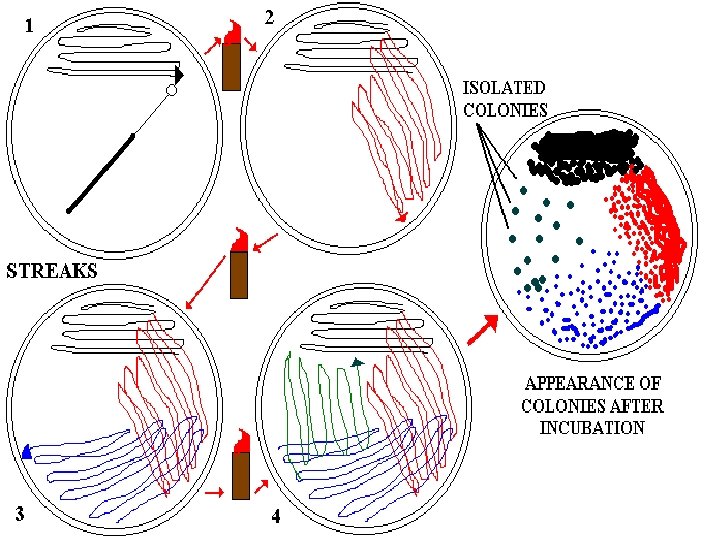 KULTUR BAKTERI ISOLASI DAN INOKULASI KULTUR BAKTERI Used