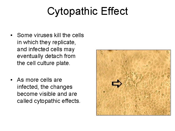 Virology Lab 6 Definitive Properties of Viruses An