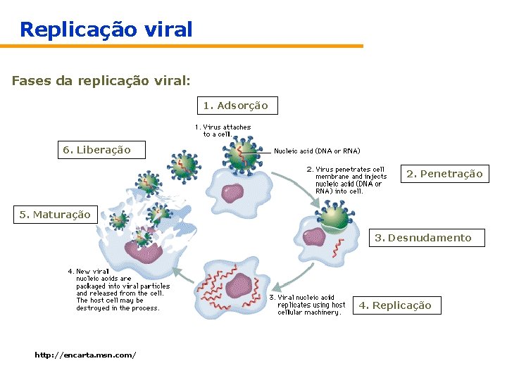Morfologia Viral e Replicao viral Tatiana Castro Departamento