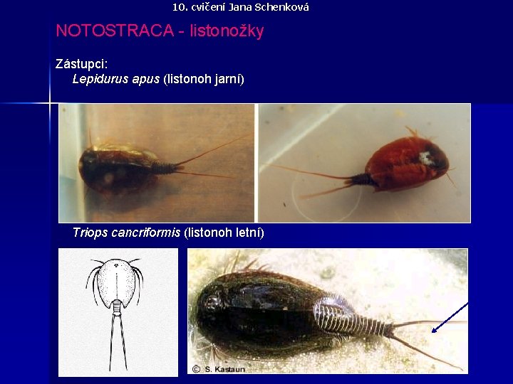 10 cvien Jana Schenkov Crustacea kori 10 cvien
