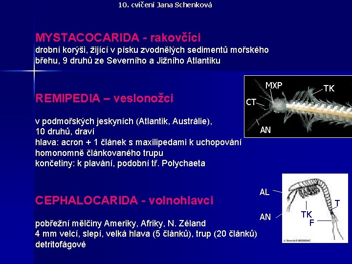 10 cvien Jana Schenkov Crustacea kori 10 cvien