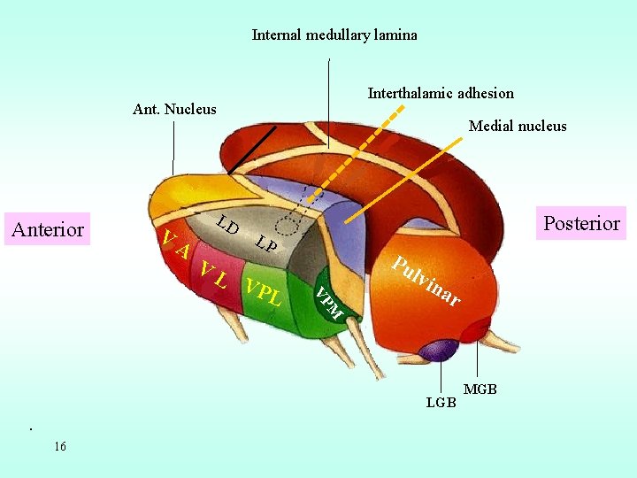 1 The Thalamus is a Scanner All information