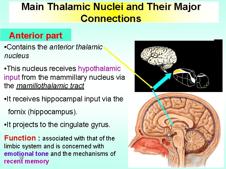 1 The Thalamus is a Scanner All information