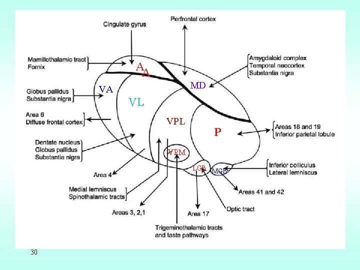 1 The Thalamus is a Scanner All information