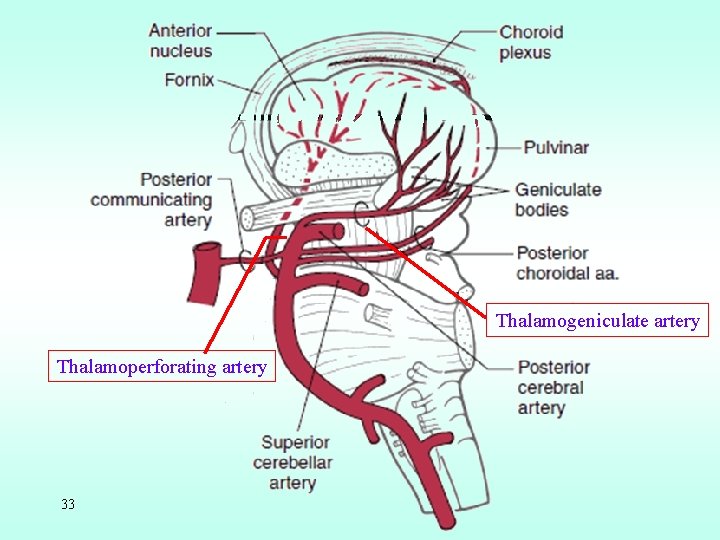 1 The Thalamus is a Scanner All information