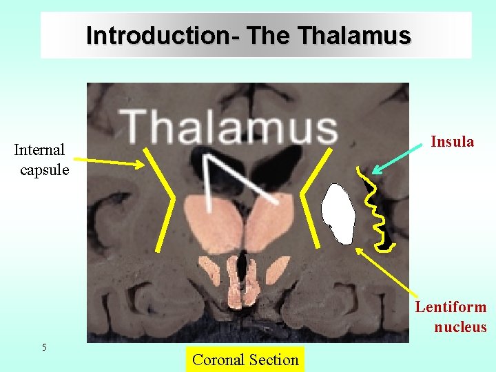 1 The Thalamus is a Scanner All information