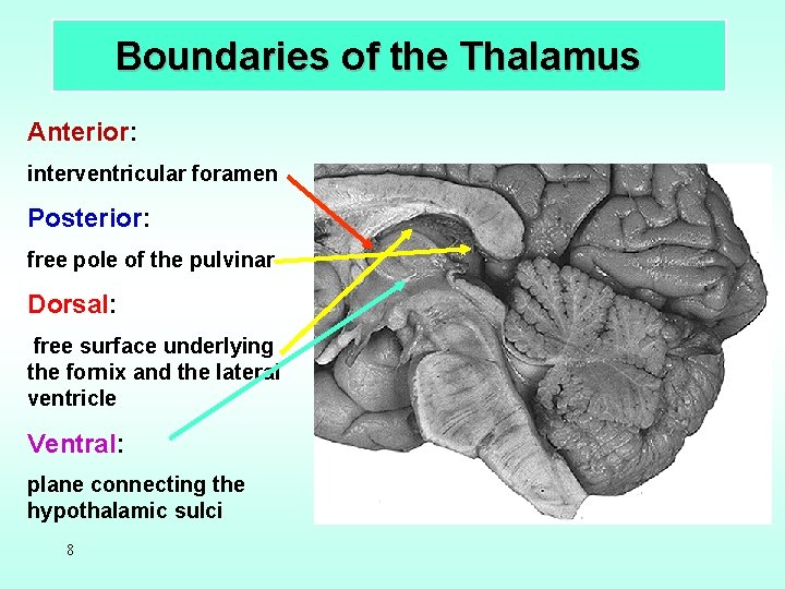 1 The Thalamus is a Scanner All information