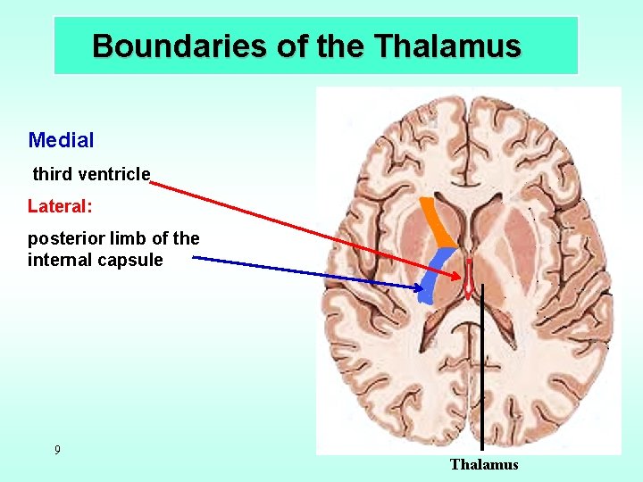 1 The Thalamus is a Scanner All information
