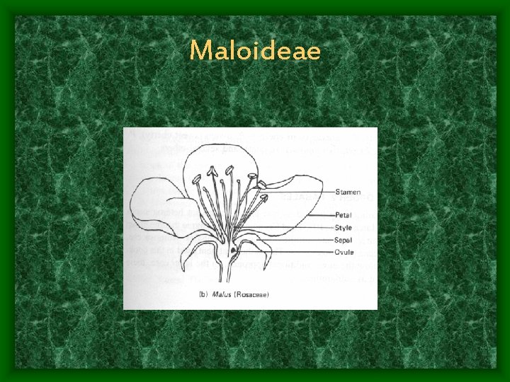 Rosaceae Ann Bond March 15 2001 Rosaceae Taxonomy