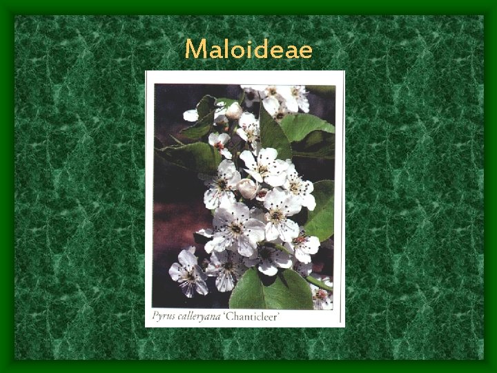 Rosaceae Ann Bond March 15 2001 Rosaceae Taxonomy