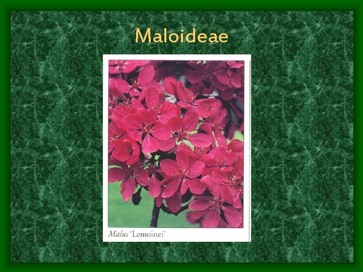 Rosaceae Ann Bond March 15 2001 Rosaceae Taxonomy