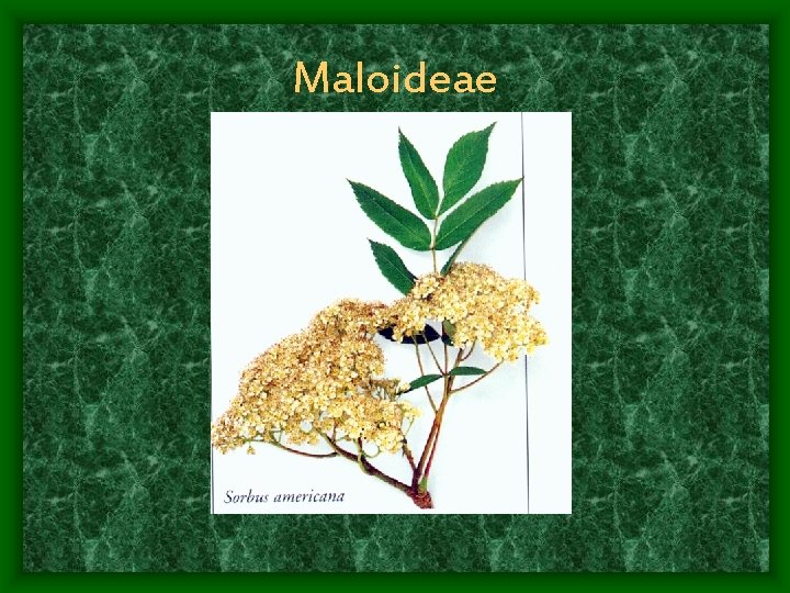 Rosaceae Ann Bond March 15 2001 Rosaceae Taxonomy