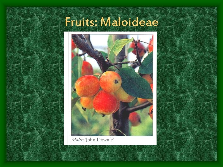 Rosaceae Ann Bond March 15 2001 Rosaceae Taxonomy