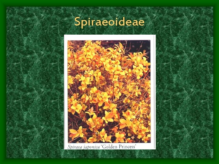 Rosaceae Ann Bond March 15 2001 Rosaceae Taxonomy