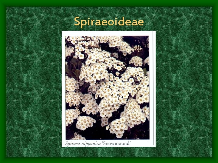 Rosaceae Ann Bond March 15 2001 Rosaceae Taxonomy