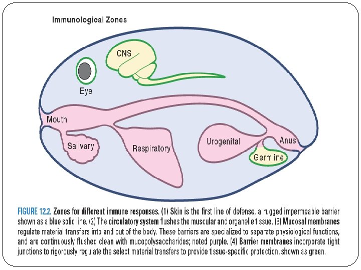 MANEJO ODONTOLGICO DEL PACIENTE INMUNODEPRIMIDO Dr Patricio Guerra
