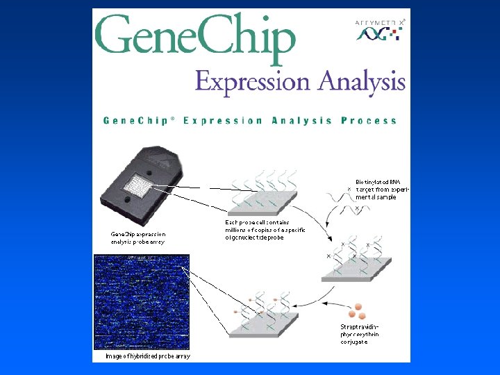 Progression of DNA Typing Markers RFLP multilocus VNTR