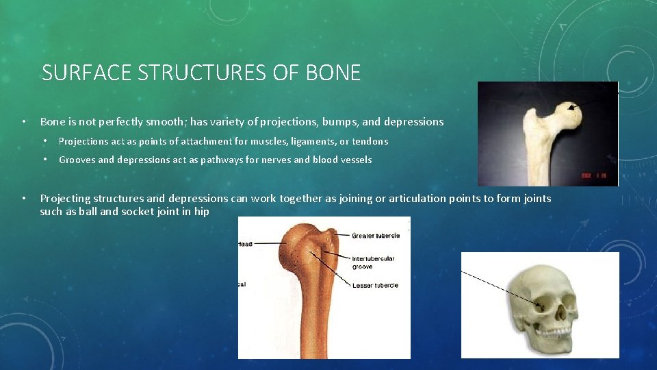 CHAPTER 6 THE SKELETAL SYSTEM THE FRAMEWORK SKELETAL