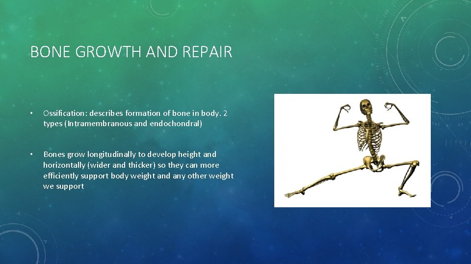 CHAPTER 6 THE SKELETAL SYSTEM THE FRAMEWORK SKELETAL