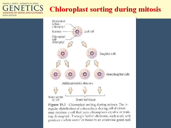 Chapter 16 Mitochondrial DNA and Extranuclear Inheritance Jones