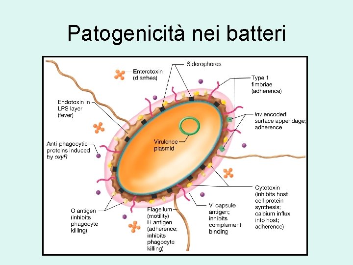 Meccanismi dellazione patogena dei batteri Definizione di patogeno